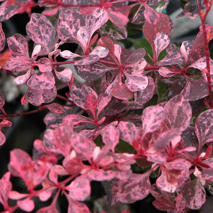 Berberis Thunbergii Pink Queen - Berberis