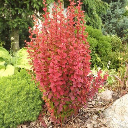 Berberis Thunbergii Red Rocket - Berberis