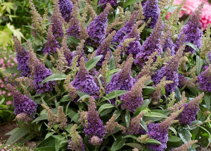 Buddleja Davidii Butterfly Candy Little Lila - Leptirov Grm