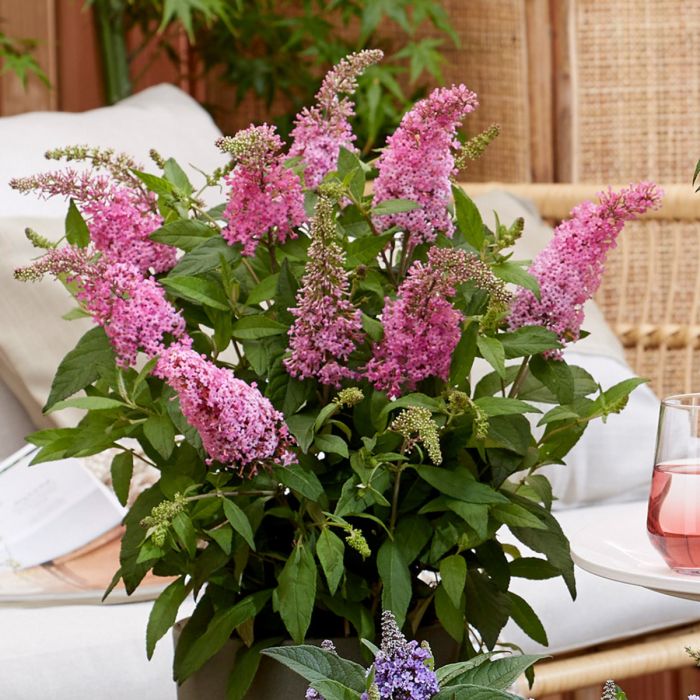 Buddleja Davidii Butterfly Candy Little Pink - Leptirov Grm