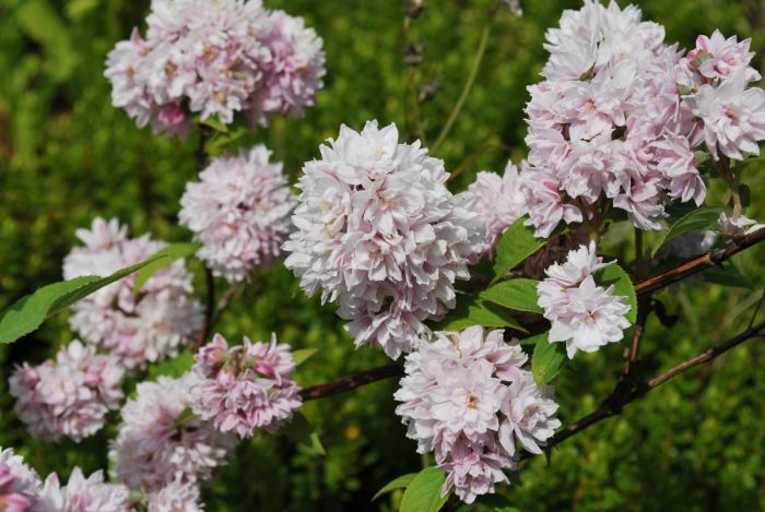 Deutzia Hybrida Pink Pom Pom - Deucija