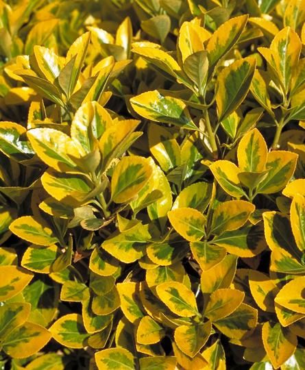 Euonymus Japonicus Aureomarginatus - Japanska Kurika