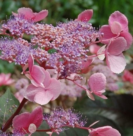 Hydrangea Aspera Hot Chocolate - Hortenzija