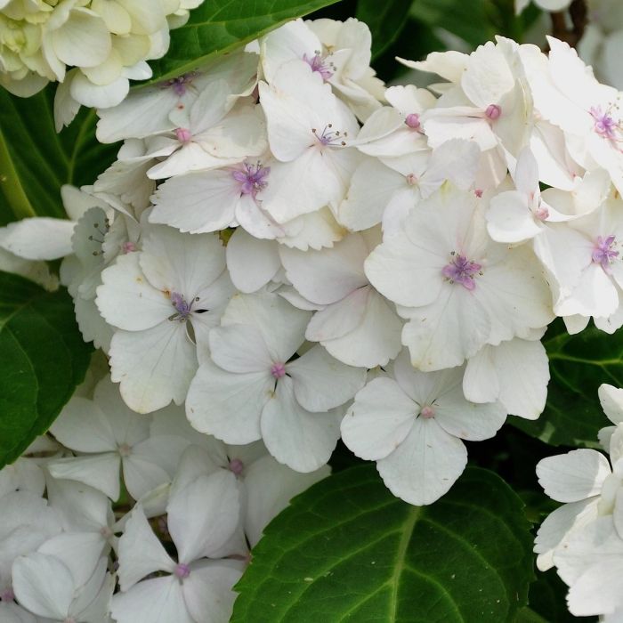 Hydrangea Macrophylla Madame Emile Mouillere - Bela Hortenzija