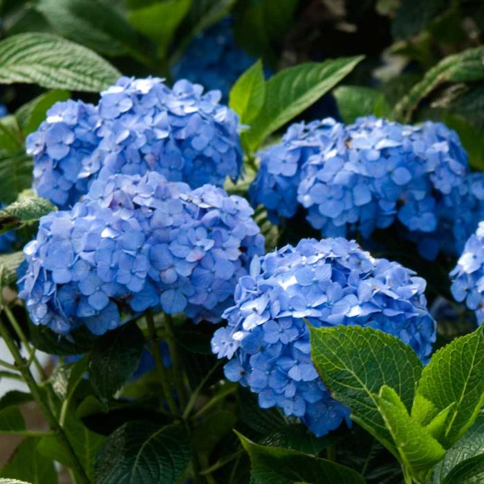 Hydrangea Macrophylla Nikko Blue - Plava Hortenzija