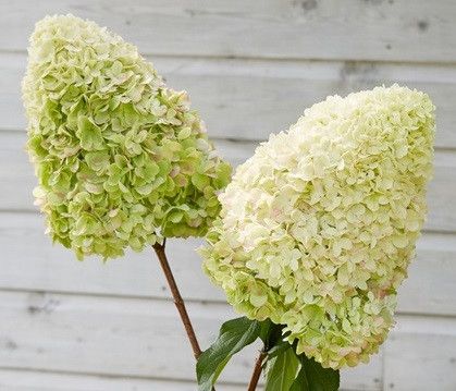 Hydrangea Paniculata Hercules - Drvenasta Hortenzija