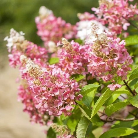 Hydrangea Paniculata Pink Lady - Drvenasta Hortenzija