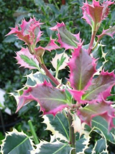 Ilex Aquifolium Silver Queen - Božikovina