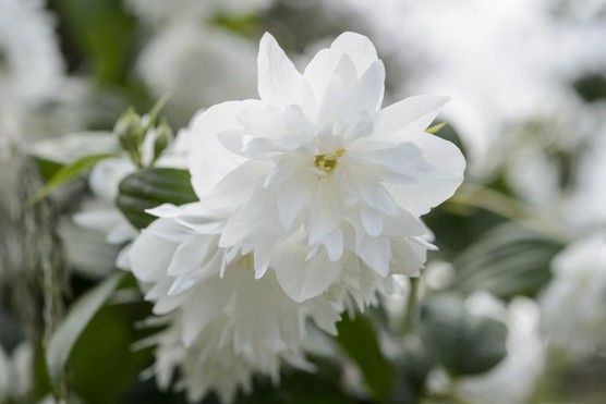 Philadelphus Minnesota Snowflake - Jasmin