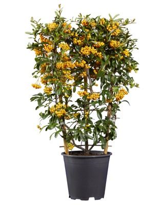 Pyracantha Coccinea Sunny Star - Vatreni Grm