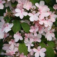 Viburnum Plicatum Pink Beauty - Viburnum