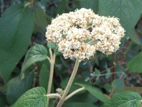 Viburnum Rhytidophyllum Willowwood - Kalina