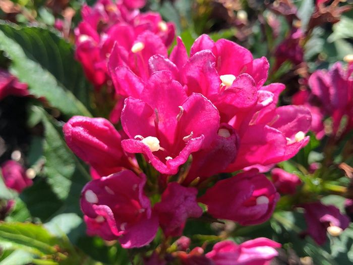 Weigela Florida Big Love - Veigela