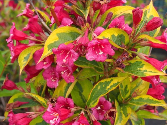 Weigela Florida Moulin Rouge - Veigela