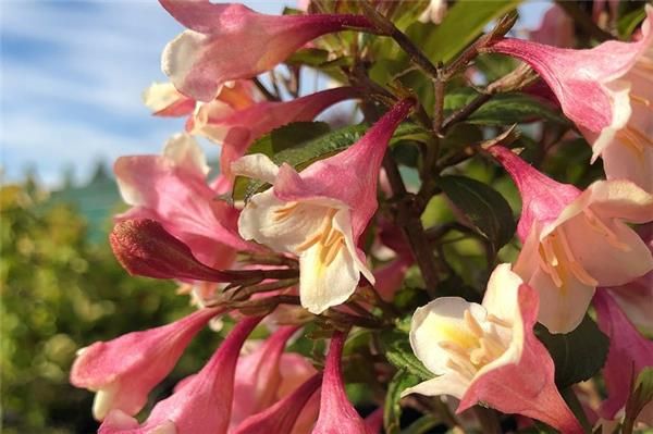 Weigela Florida Vintage Love - Veigela