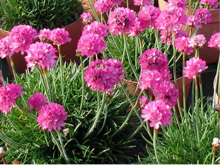 Armeria Maritima - Armerija