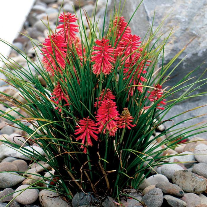 Kniphofia Poco Red - Tritoma