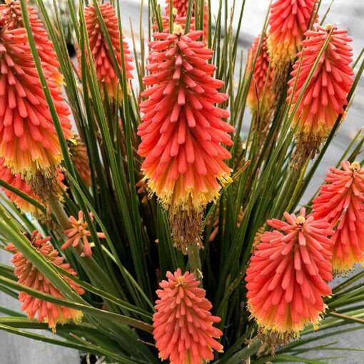 Kniphofia Rocket Jr. - Tritoma