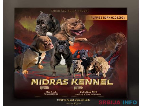 ˝American bully ˝˝MIDRAS KENNEL˝˝˝