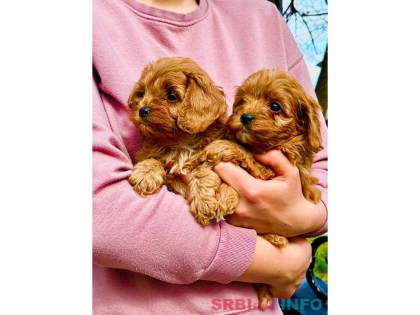 Cavapoo prelepi stenci