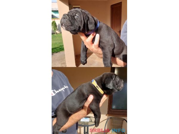 Cane Corso vrhunski štenci