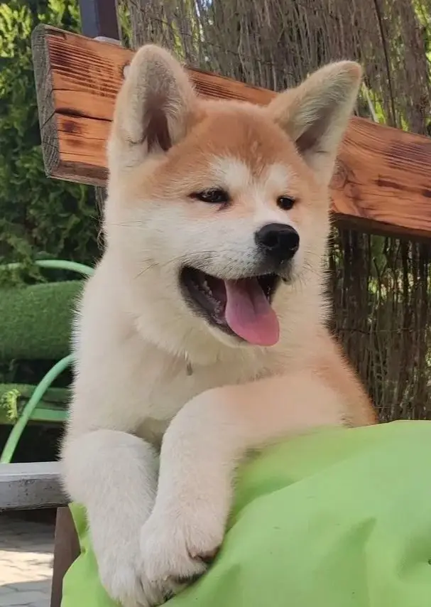 Akita inu i Shiba Inu štenci