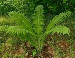 Planinska paprat 1kg korena