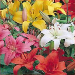 Lilium asiatic mix 77109-5 sadnica