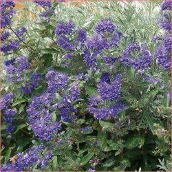 P0120 - Caryopteris (Plava magla)