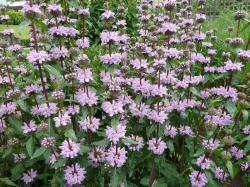 Phlomis tuberosa-ruska žalfija – P583