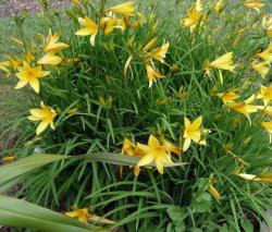 Hemerocallis dumortierii Citrina P440