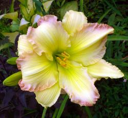 HEMEROCALLIS Big Smile P04101