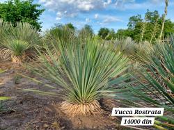 Yucca Rostrata -23C