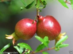 Patuljasti nar - Punica granatum var SEME