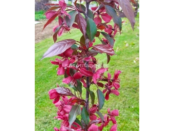 Crvenolisna Japanska Jabuka - Malus purpurea 'Royalty'