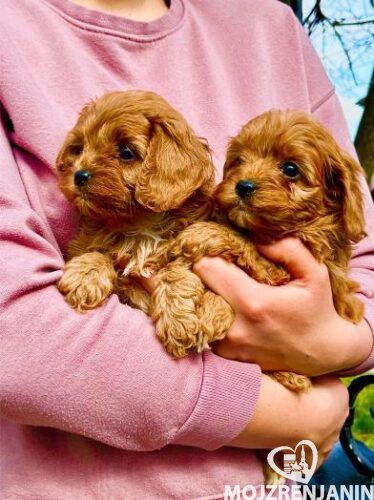 Cavapoo prelepi stenci