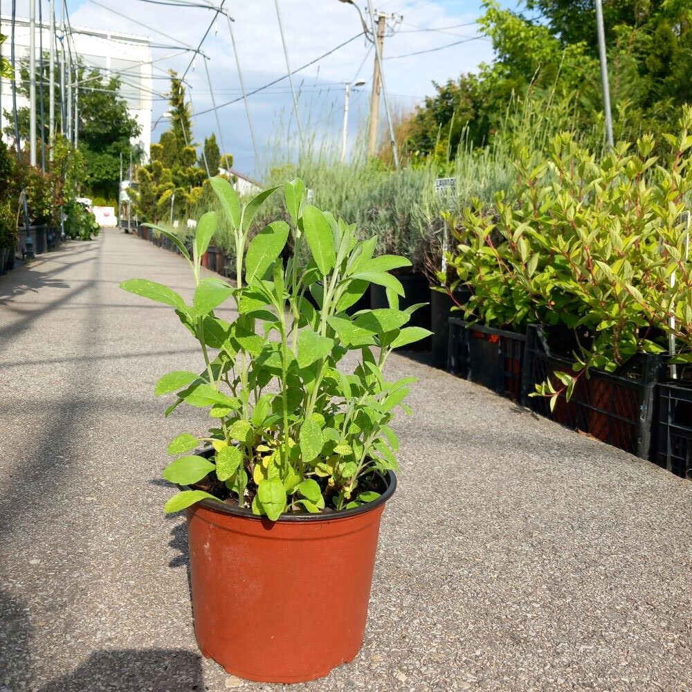 Salvia officinalis Žalfija 25 cm