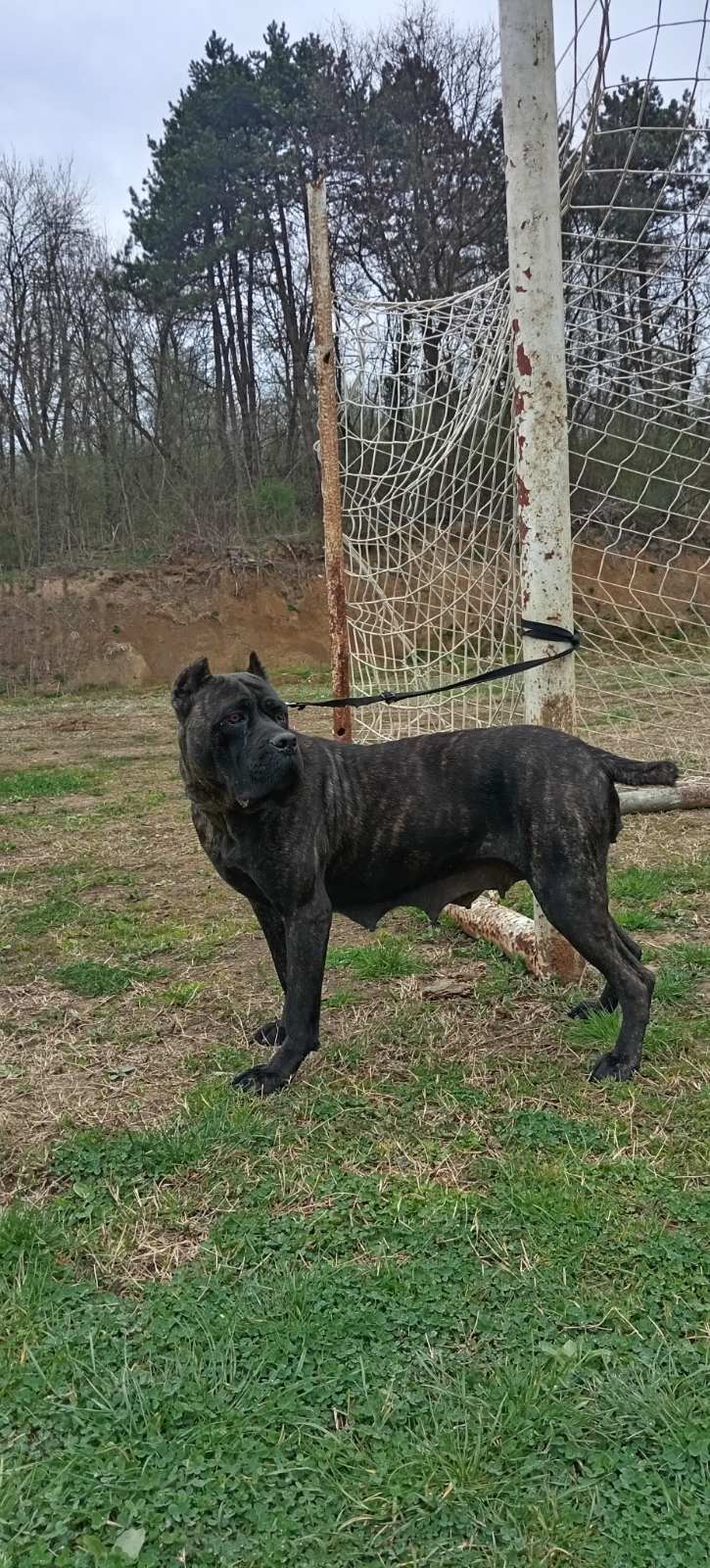 Cane Corso ženka