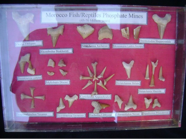 Fosili Maroko zubi