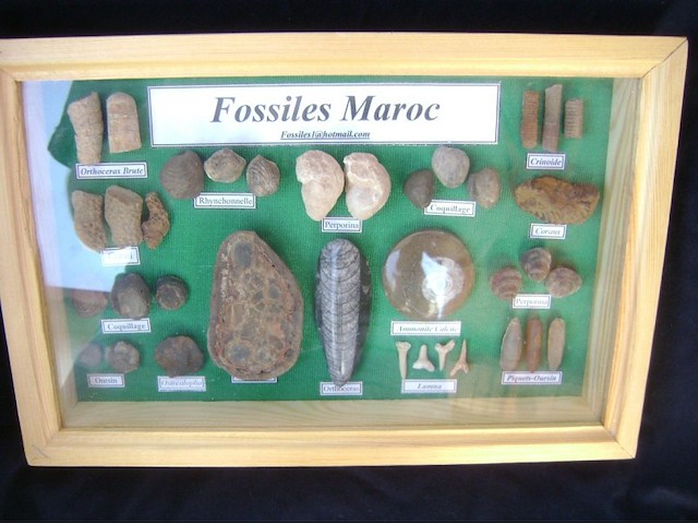 Fosili Maroko razni