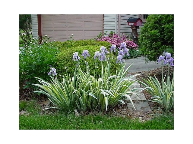 IRIS PALLIDA VARIEGATA sadnica