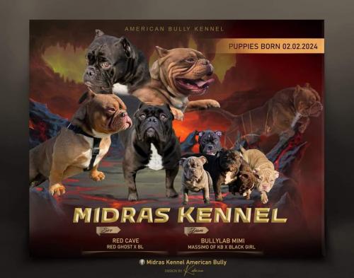 American bully "MIDRAS KENNEL"