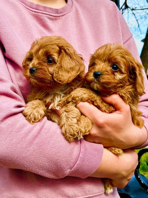 Cavapoo prelepi stenci