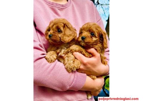 Cavapoo prelepi stenci