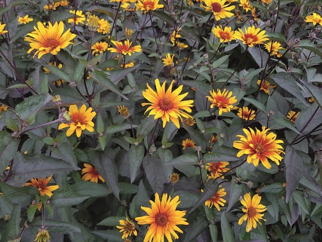 Heliopsis `Burning Hearts`