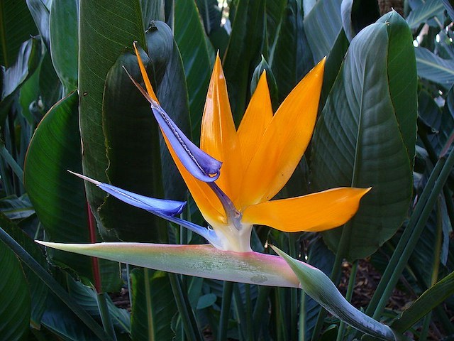 STRELITZIA REGINAE - 3 semena