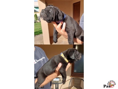 CANE CORSO