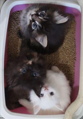 Maine Coon, mačići