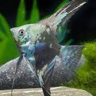 Pterophyllium scalare-blue Paraiba-Plavi skalar