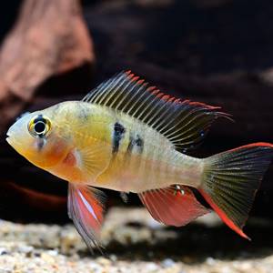 Mikrogeophagus altispinosus